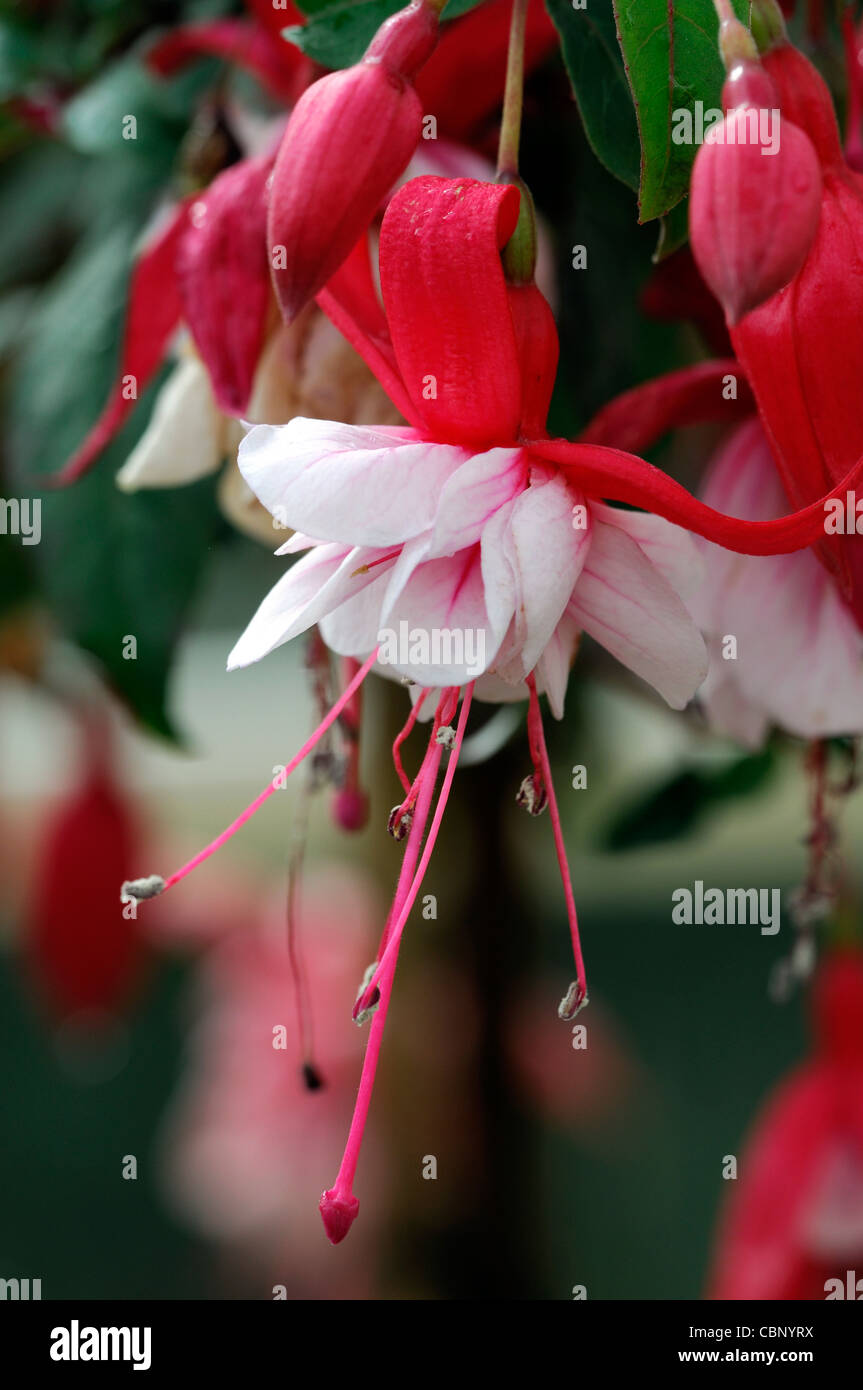 fuchsia southgate closeup plant portraits pale pastel pink petals ...