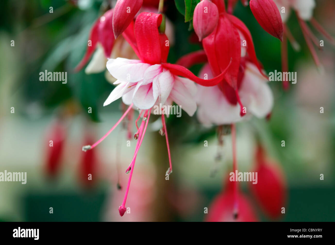 fuchsia southgate closeup plant portraits pale pastel pink petals ...