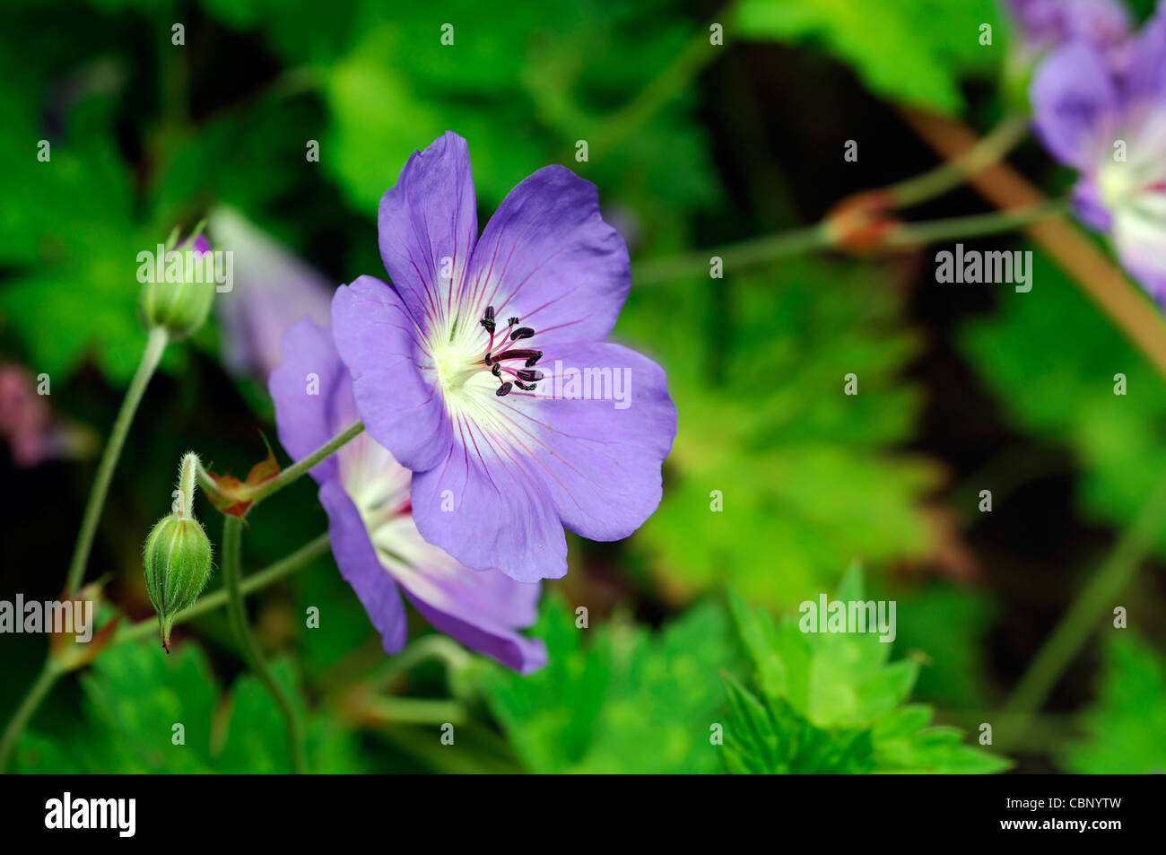geranium himalayense purple blue perennials flowers petals plant ...