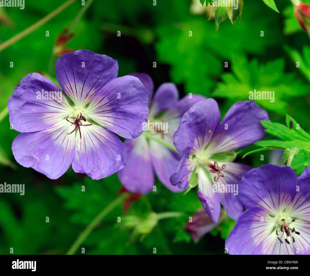geranium himalayense purple blue perennials flowers petals plant ...