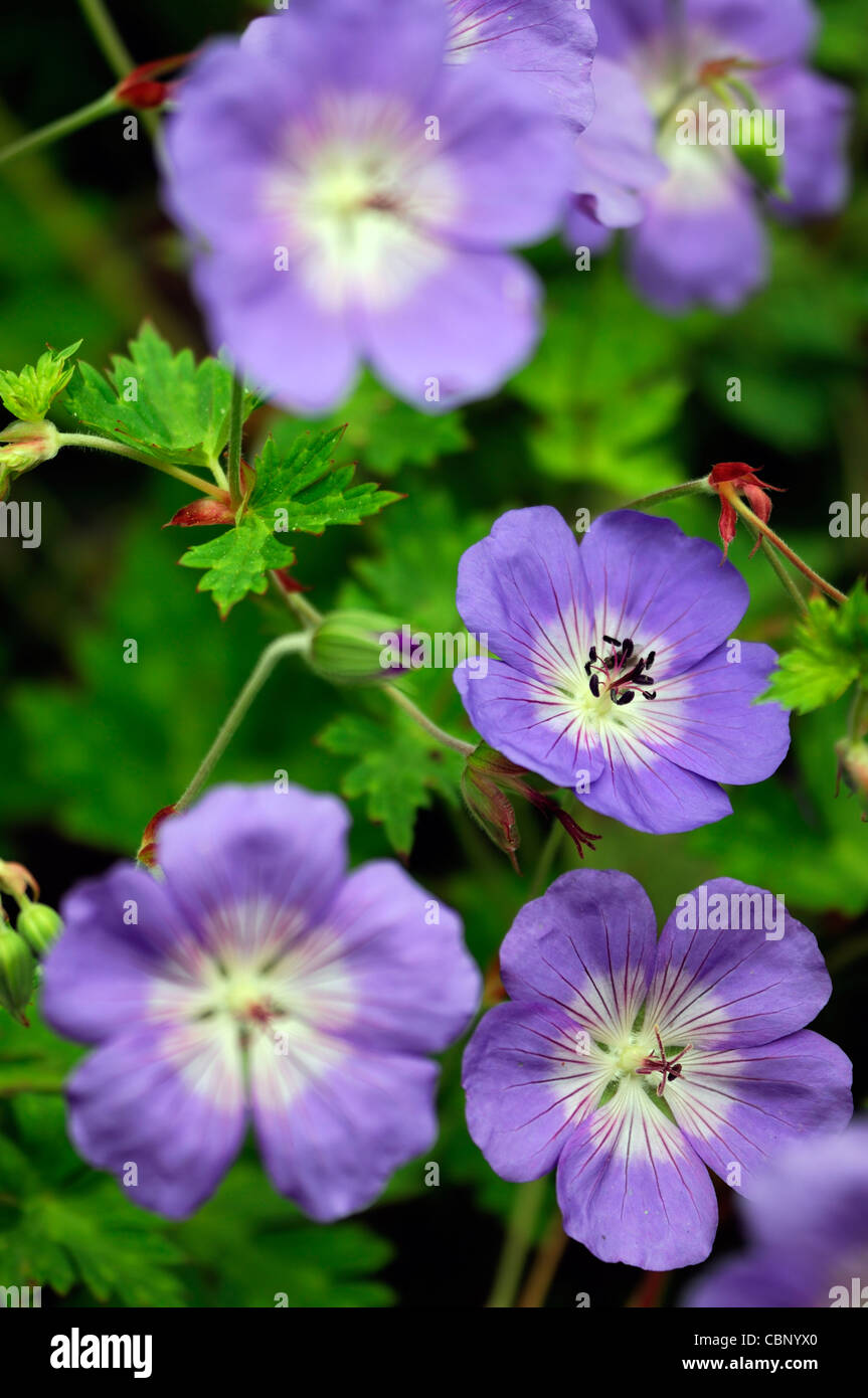 geranium himalayense purple blue perennials flowers petals plant ...