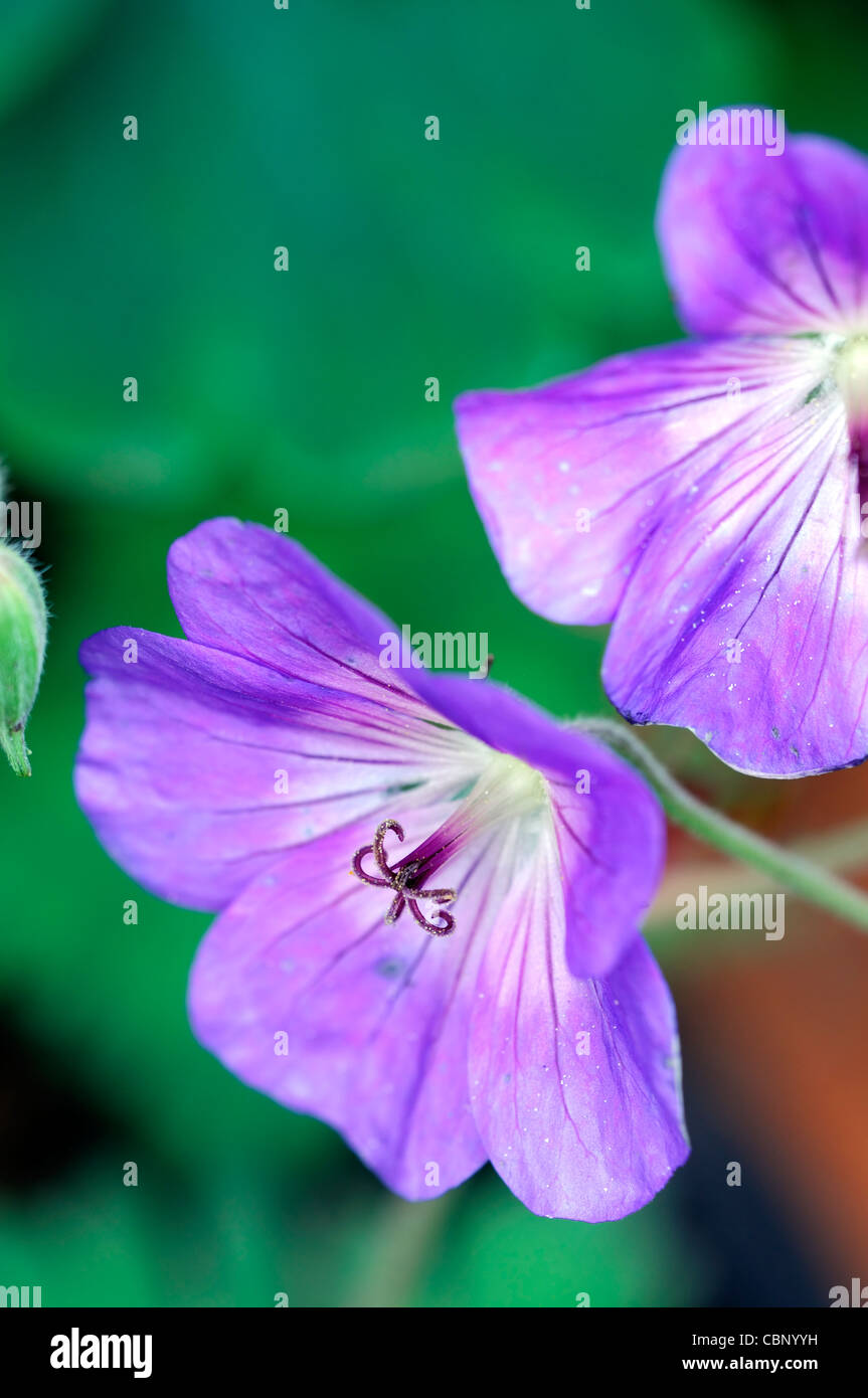 geranium jolly bee rozanne cranesbill flowers blooms blossoms ...