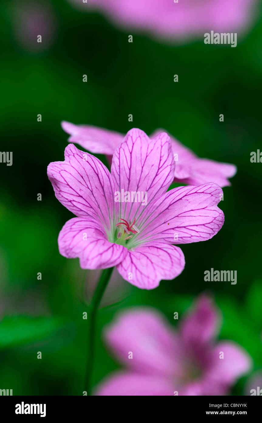 geranium x oxonianum wargrave pink perennials flowers flowering blooms ...