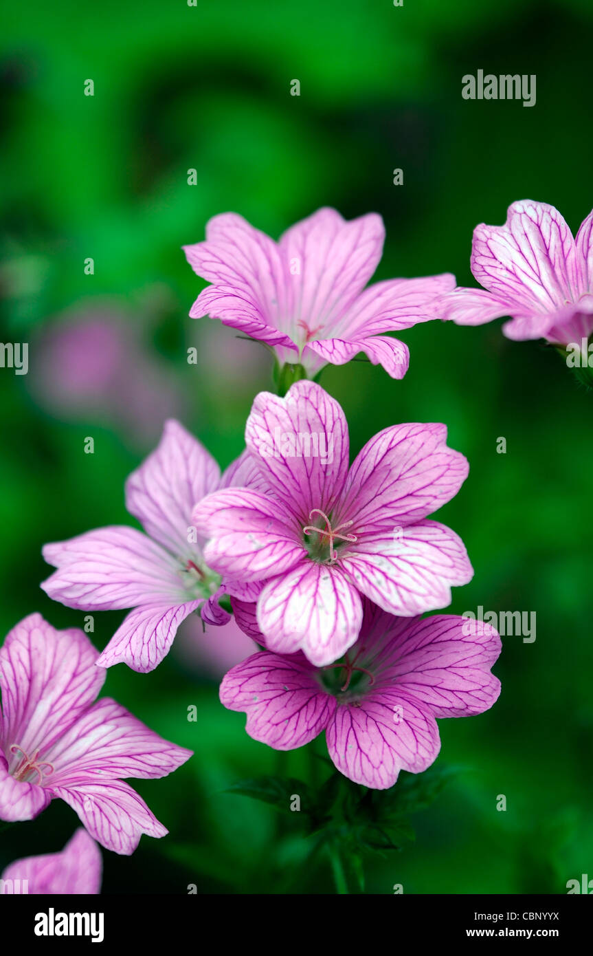 geranium x oxonianum wargrave pink perennials flowers flowering blooms ...