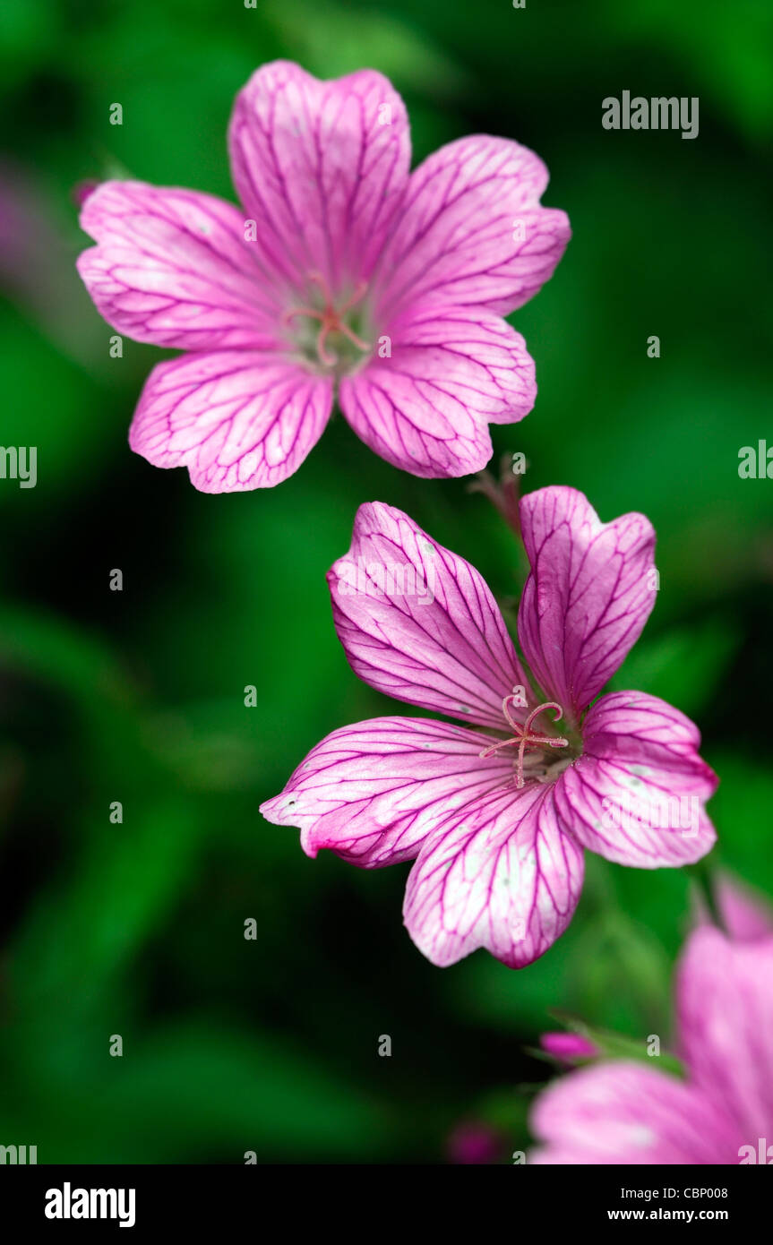 geranium x oxonianum wargrave pink perennials flowers flowering blooms ...