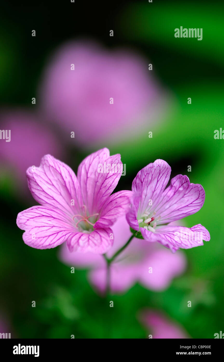 geranium x oxonianum wargrave pink perennials flowers flowering blooms ...