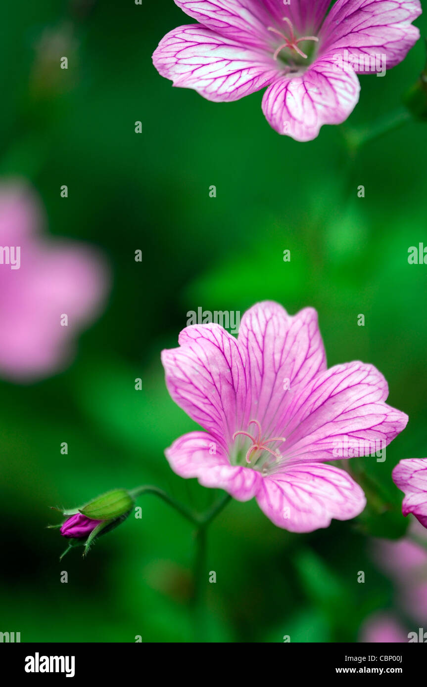Geranium wargrave pink hi-res stock photography and images - Alamy