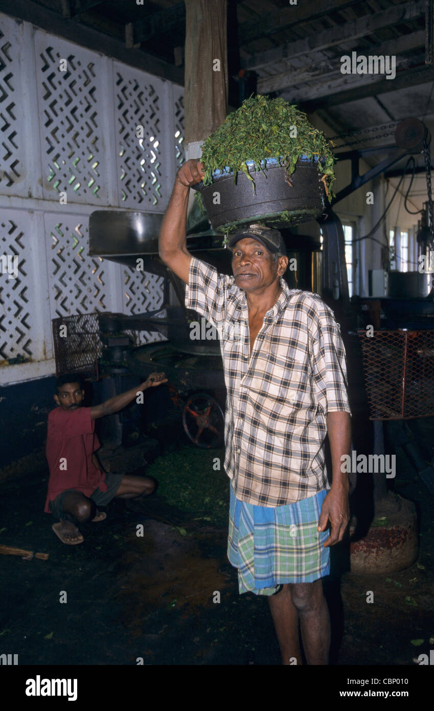 Tea plantation factory, Kandy, Sri Lanka Stock Photo - Alamy