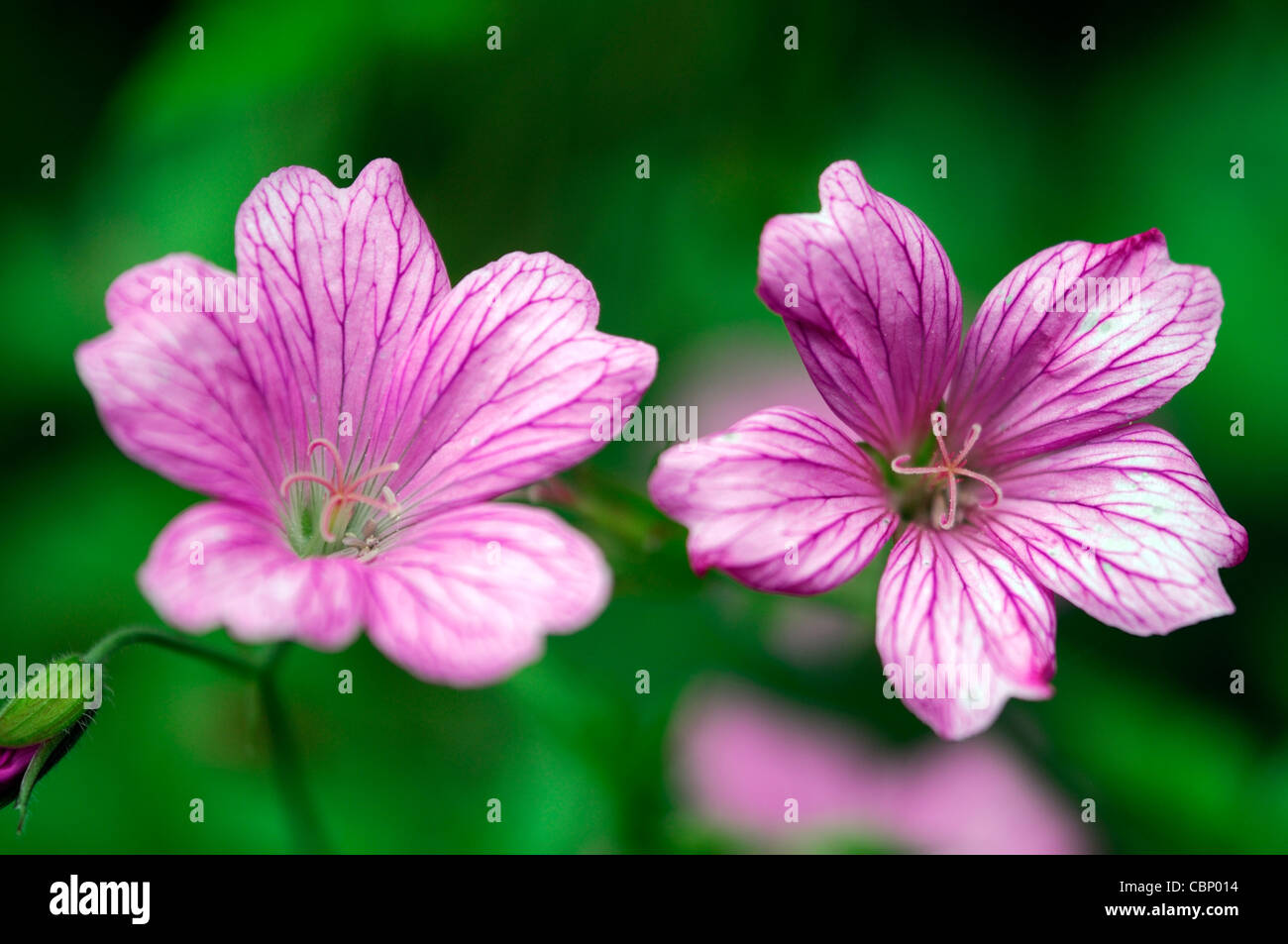 geranium x oxonianum wargrave pink perennials flowers flowering blooms ...