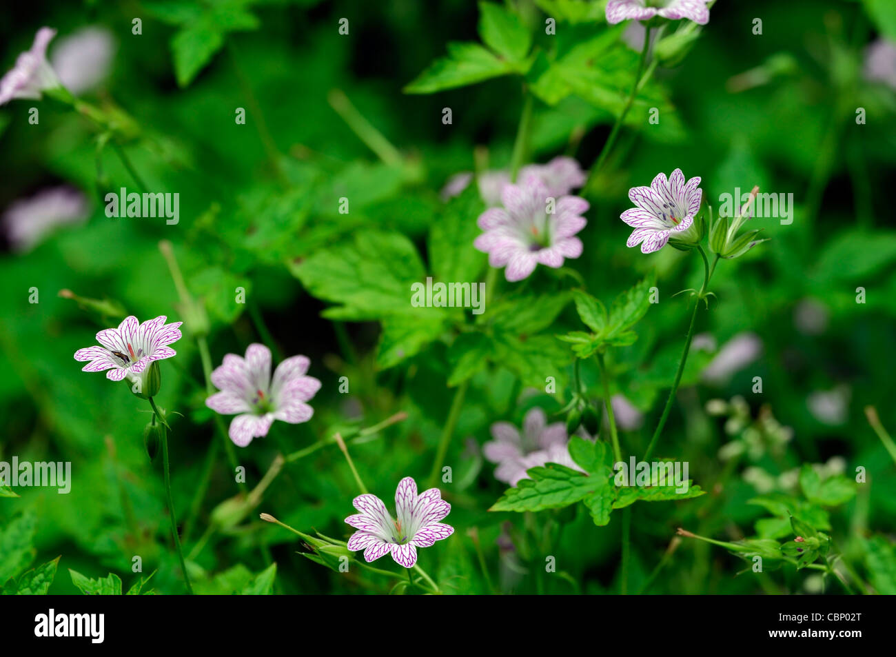 Geranium versicolor Pencilled geranium cranesbill striatum Veined white ...