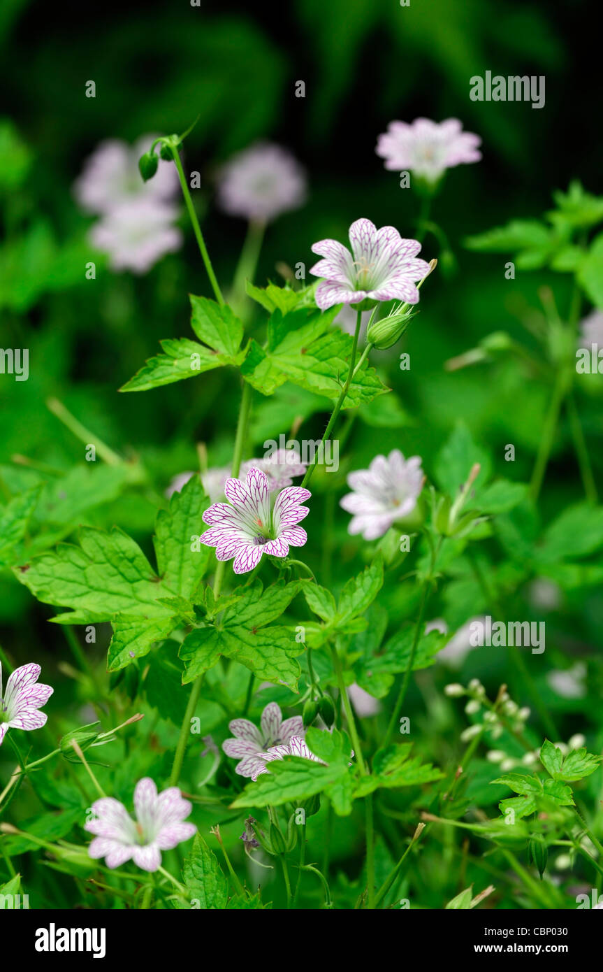 Geranium versicolor Pencilled geranium cranesbill striatum Veined white ...