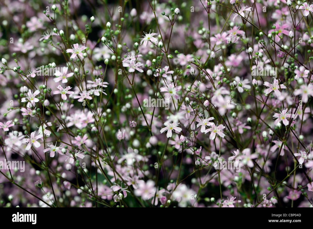 Gypsophila elegans rosea plant portraits hi-res stock photography and ...