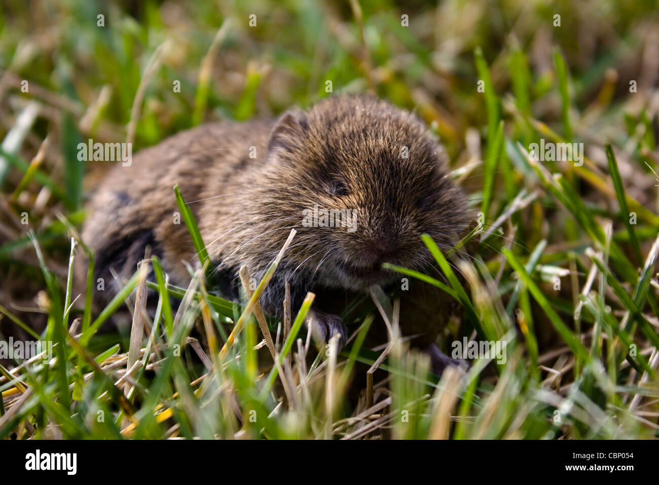 real mouse in the grass Stock Photo - Alamy