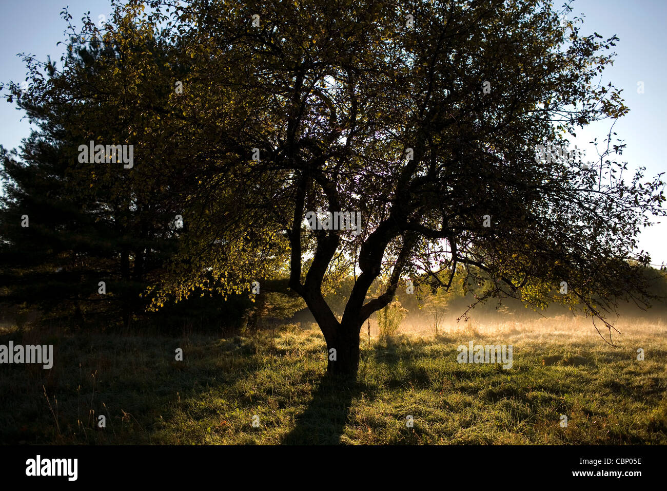Early morning fog burns off a field in East Dorset, Vermont August 31 ...