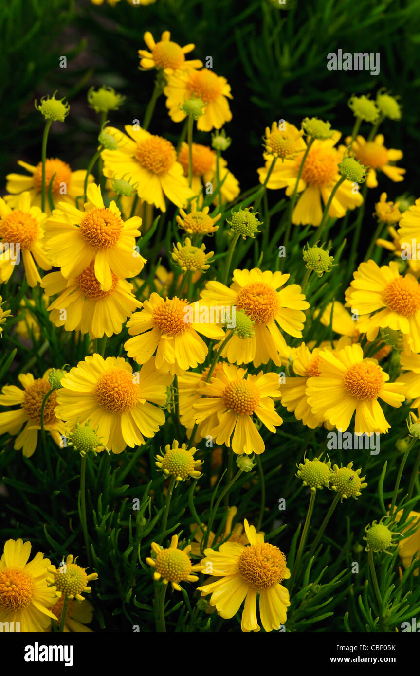 helenium amarum goldfield annual Cut Flowers Container Bed bedding ...
