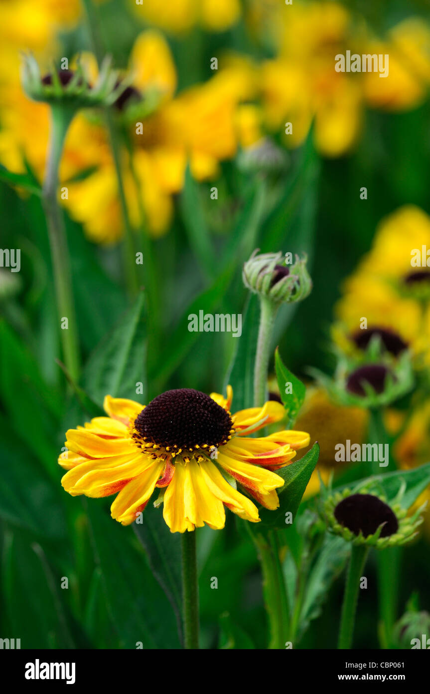 helenium wyndley sneezeworts heleniums bright orange yellow summer ...