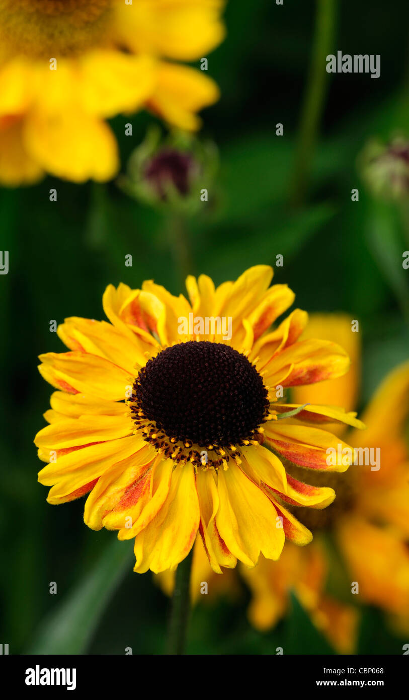 Helenium hi-res stock photography and images - Alamy