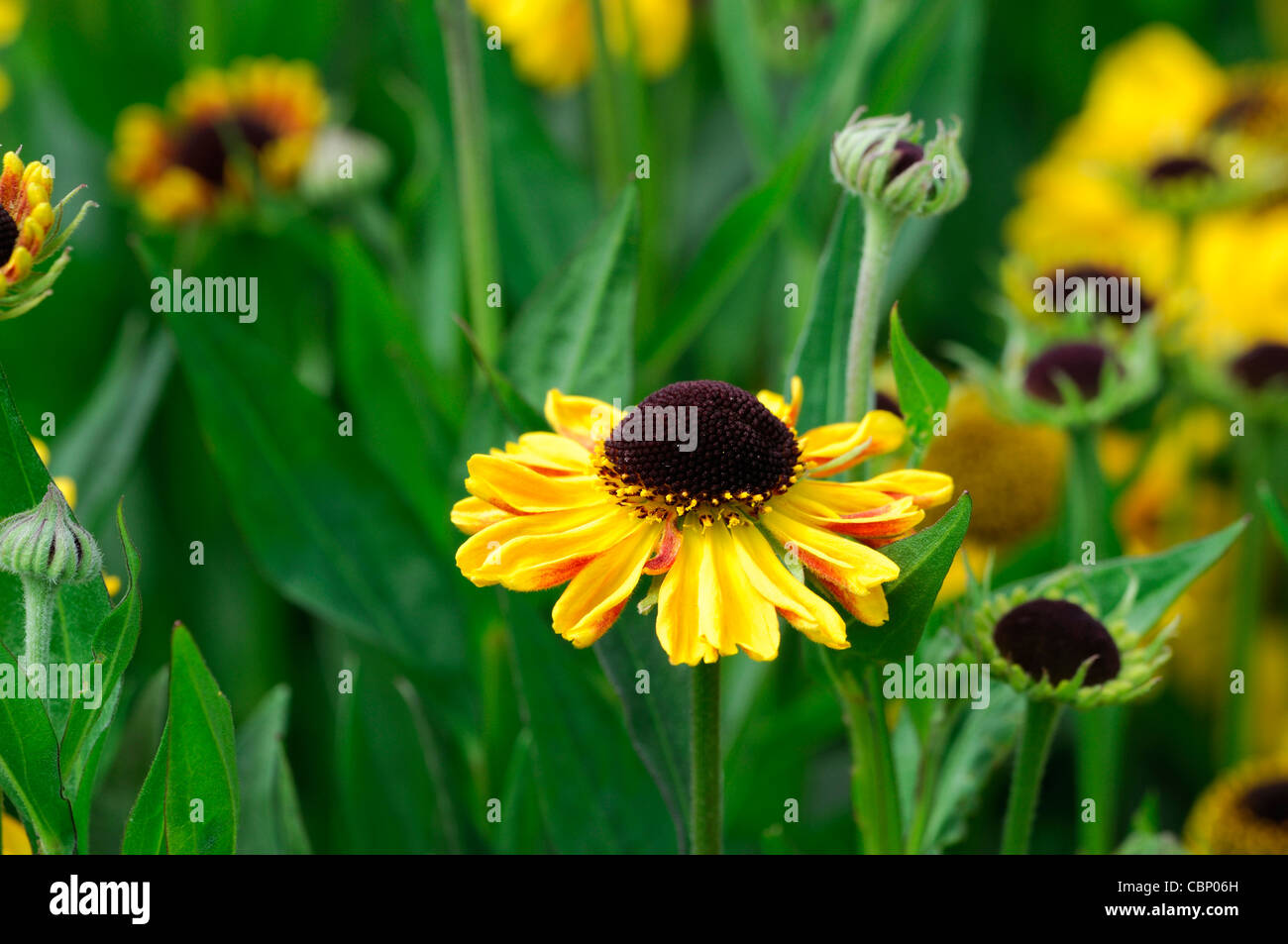 helenium wyndley sneezeworts heleniums bright orange yellow summer ...