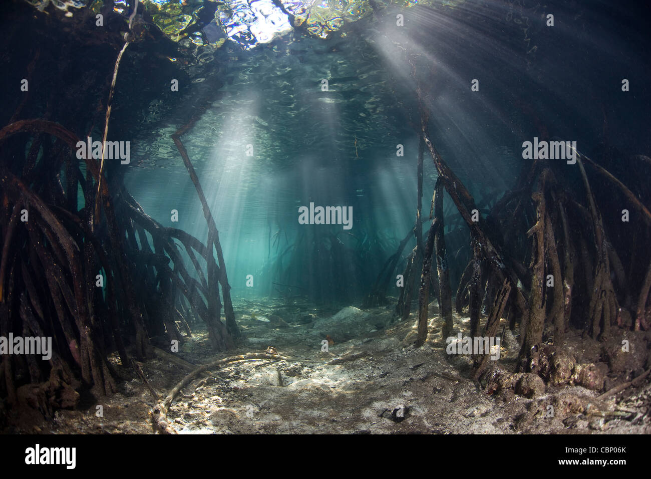 The prop roots of mangrove trees, Rhizophora mangle, provide habitat ...