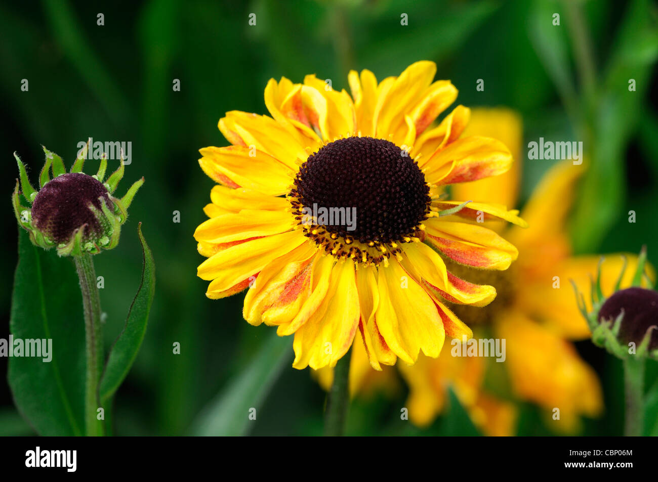 Helenium hi-res stock photography and images - Alamy
