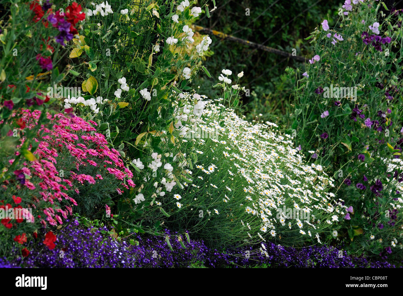 Perennials bed summer hi-res stock photography and images - Alamy