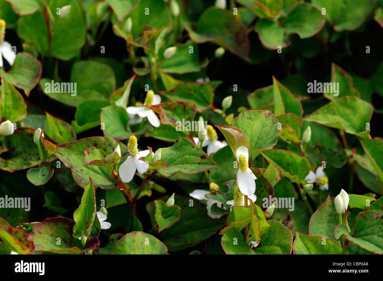 houttuynie cordata in flower houttuynia cordata chameleon plant ...