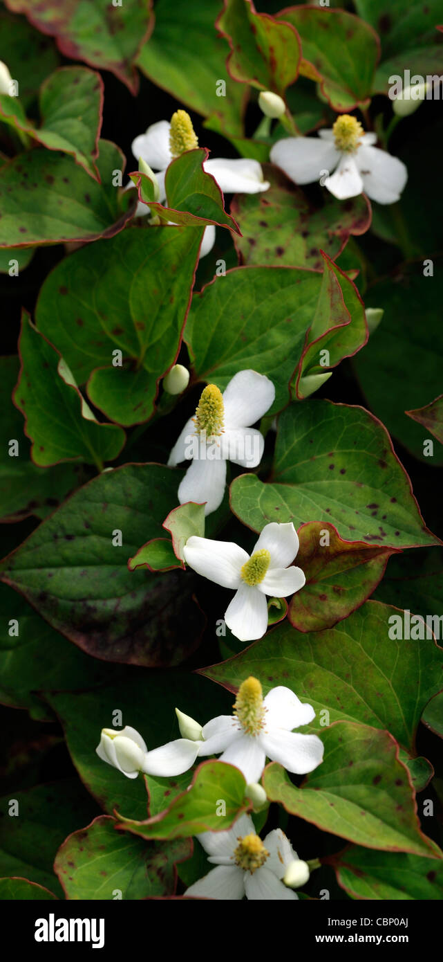 Houttuynia Cordata ‘chameleon’ High Resolution Stock Photography and ...