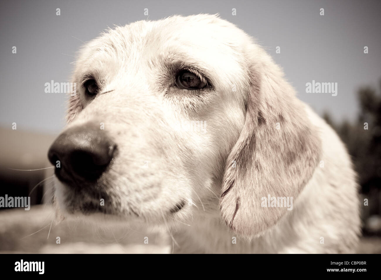 old photo of very sad homeless puppy Stock Photo - Alamy