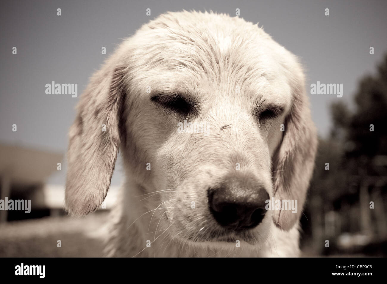 old photo of very sad homeless puppy Stock Photo - Alamy