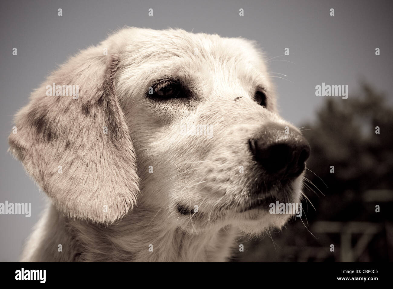 old photo of very sad homeless puppy Stock Photo - Alamy