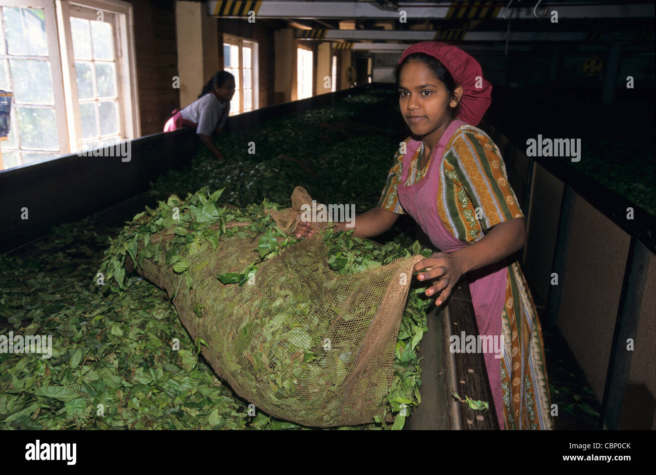 Packing factory asia tea hi-res stock photography and images - Alamy