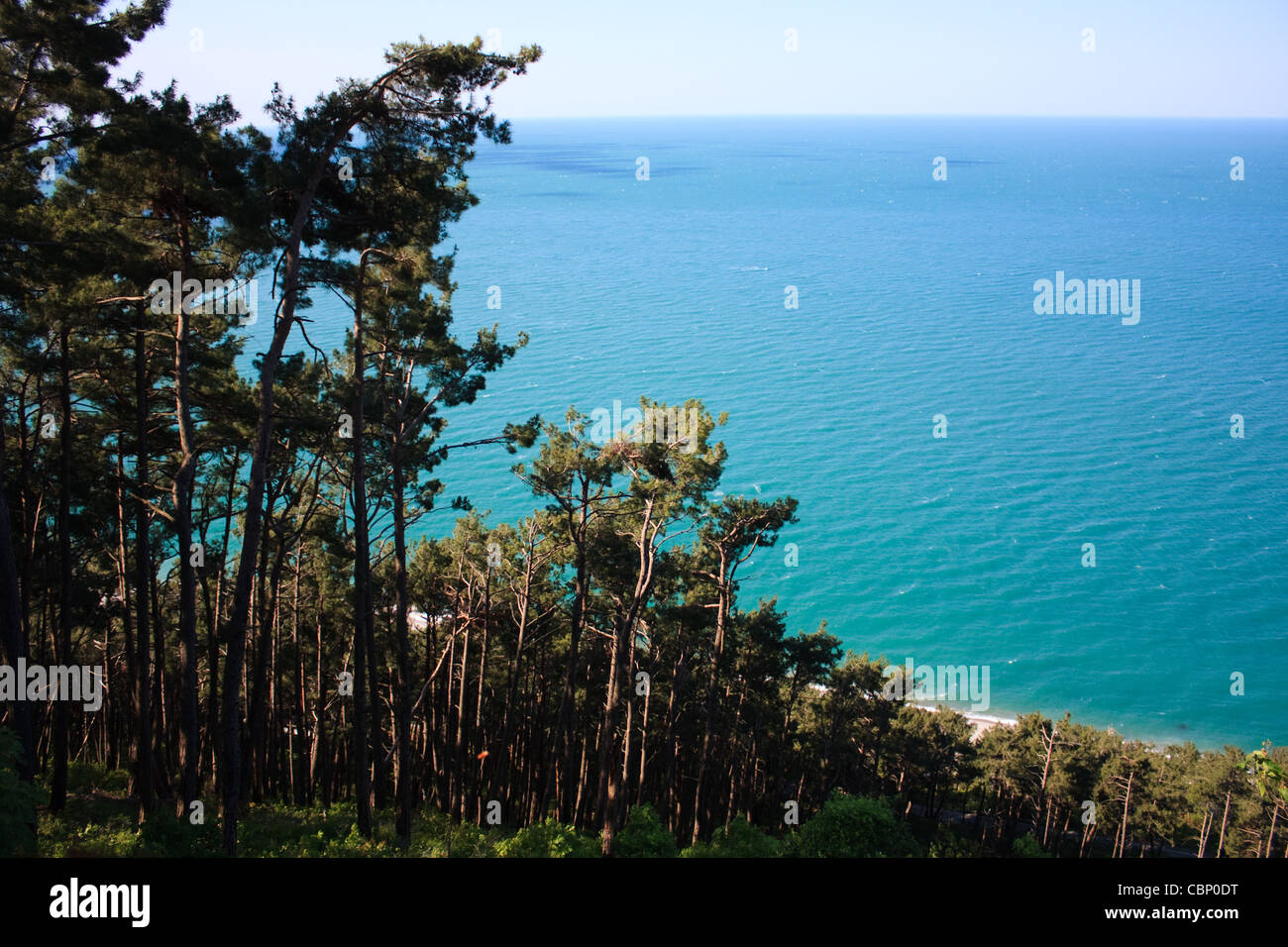 forest on the mountain near blue sea Stock Photo - Alamy