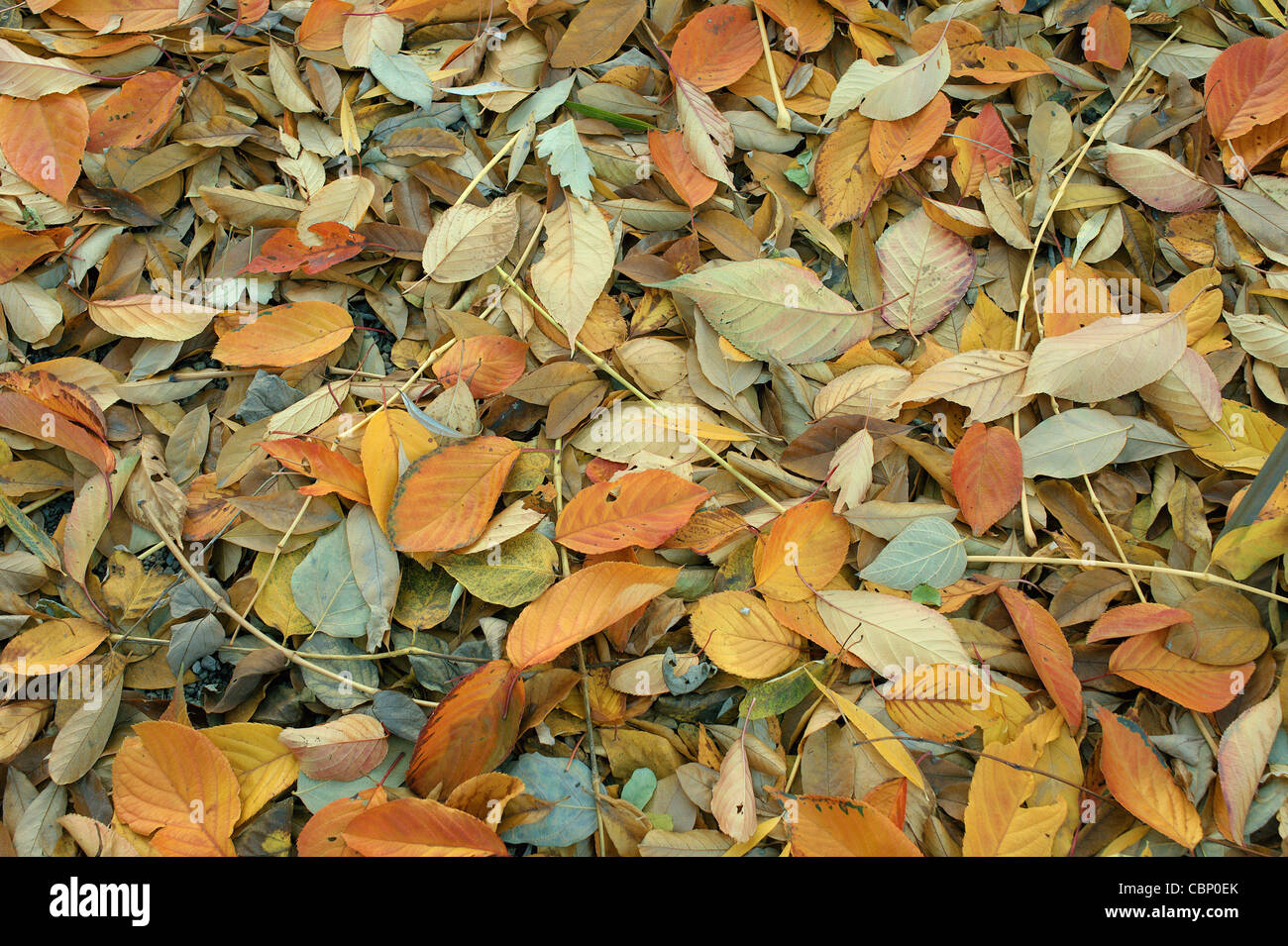 Fallen colorful autumn leaves Stock Photo - Alamy