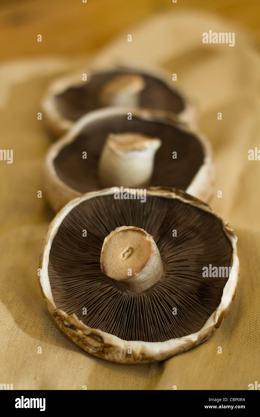 Field mushrooms hi-res stock photography and images - Alamy