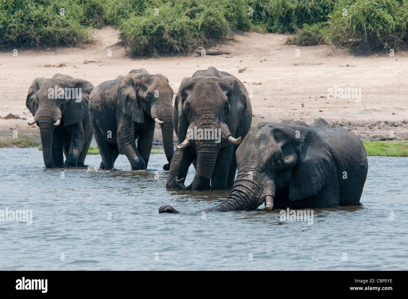 Botswana river hi-res stock photography and images - Alamy