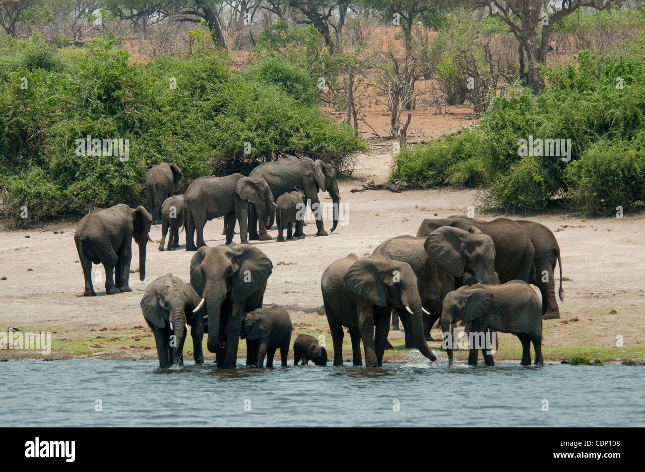 Elephants in chobe river hi-res stock photography and images - Alamy