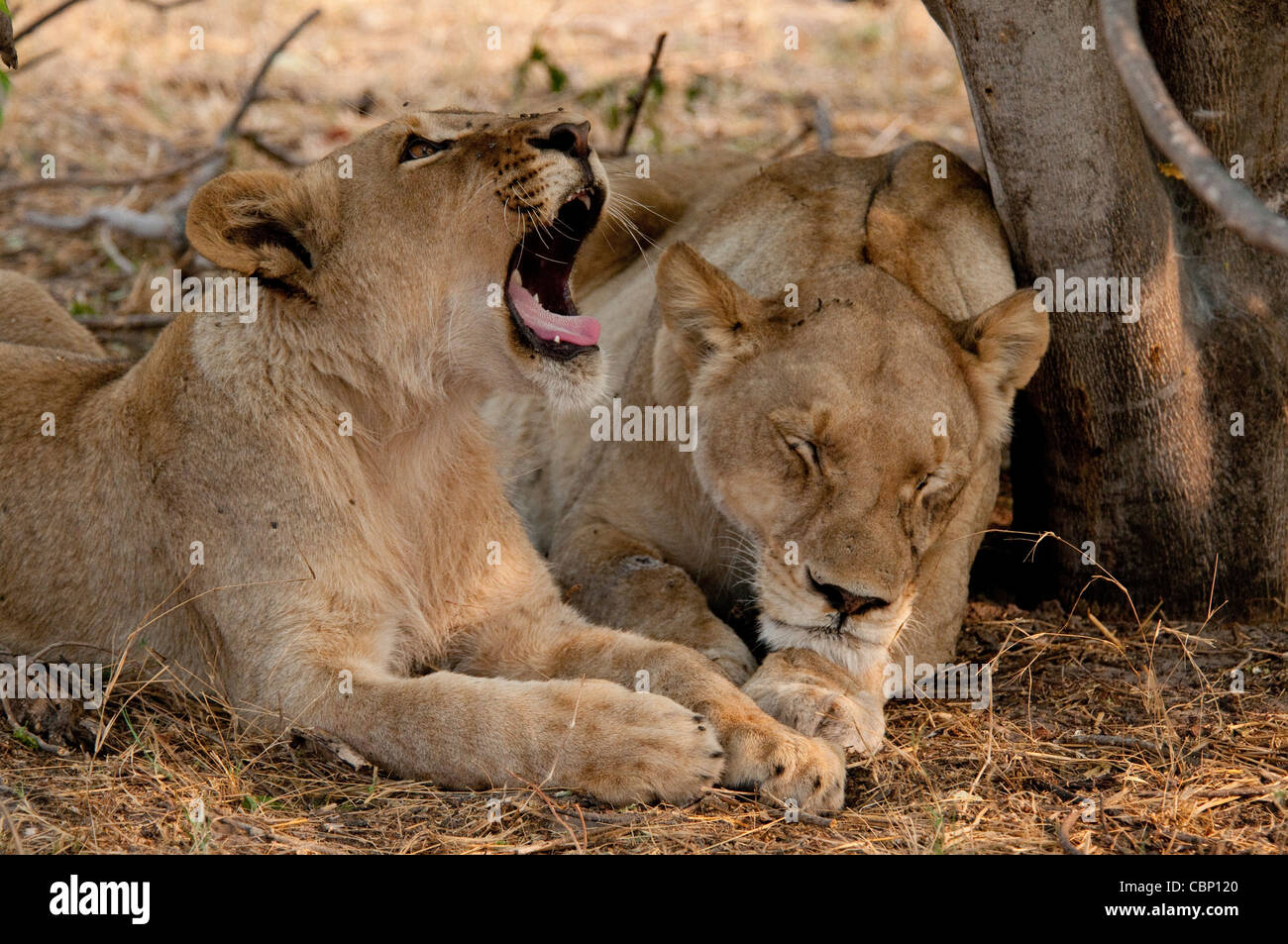 Lions laying down hi-res stock photography and images - Alamy