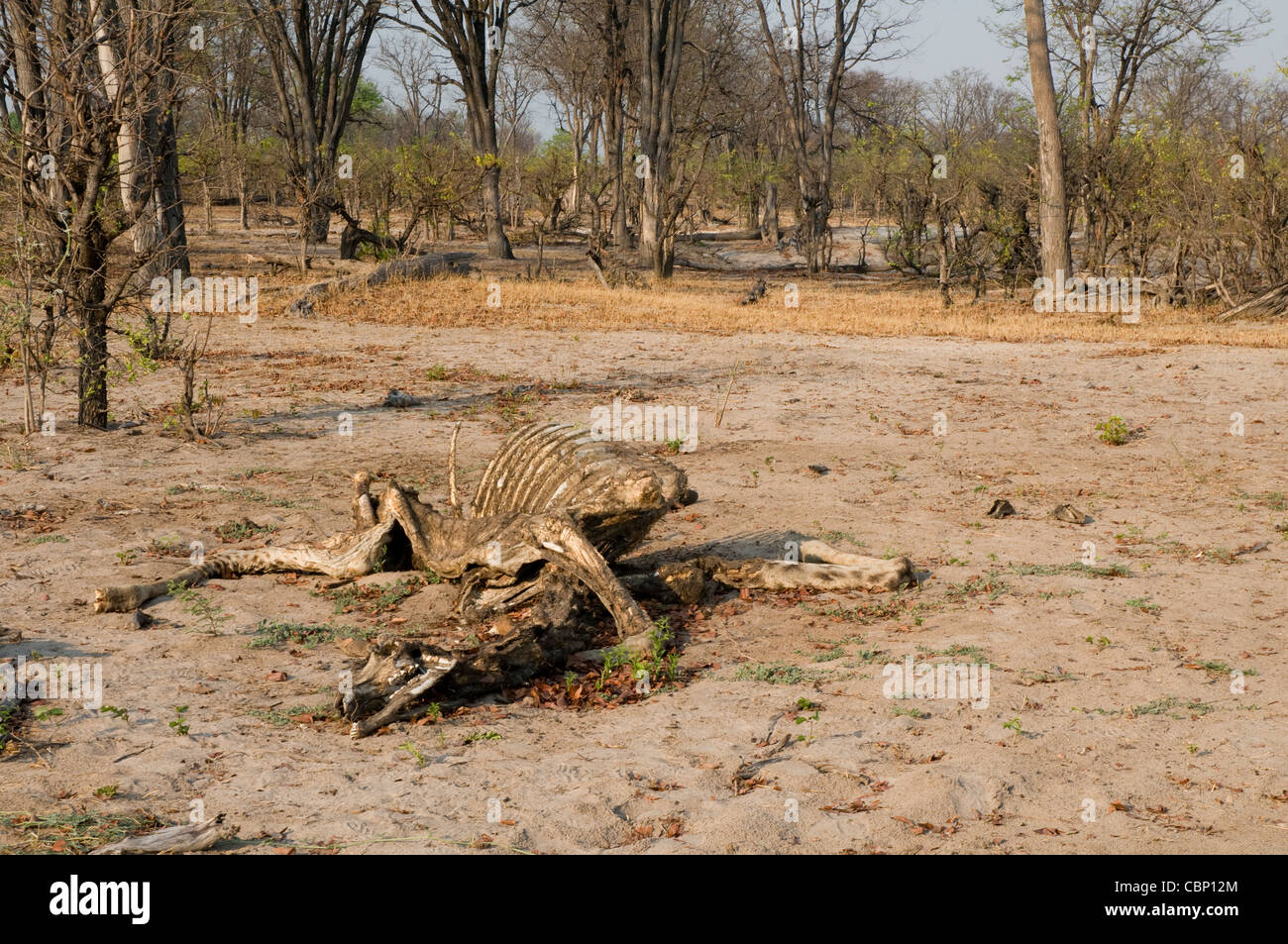 Dead Giraffe In Dumpster