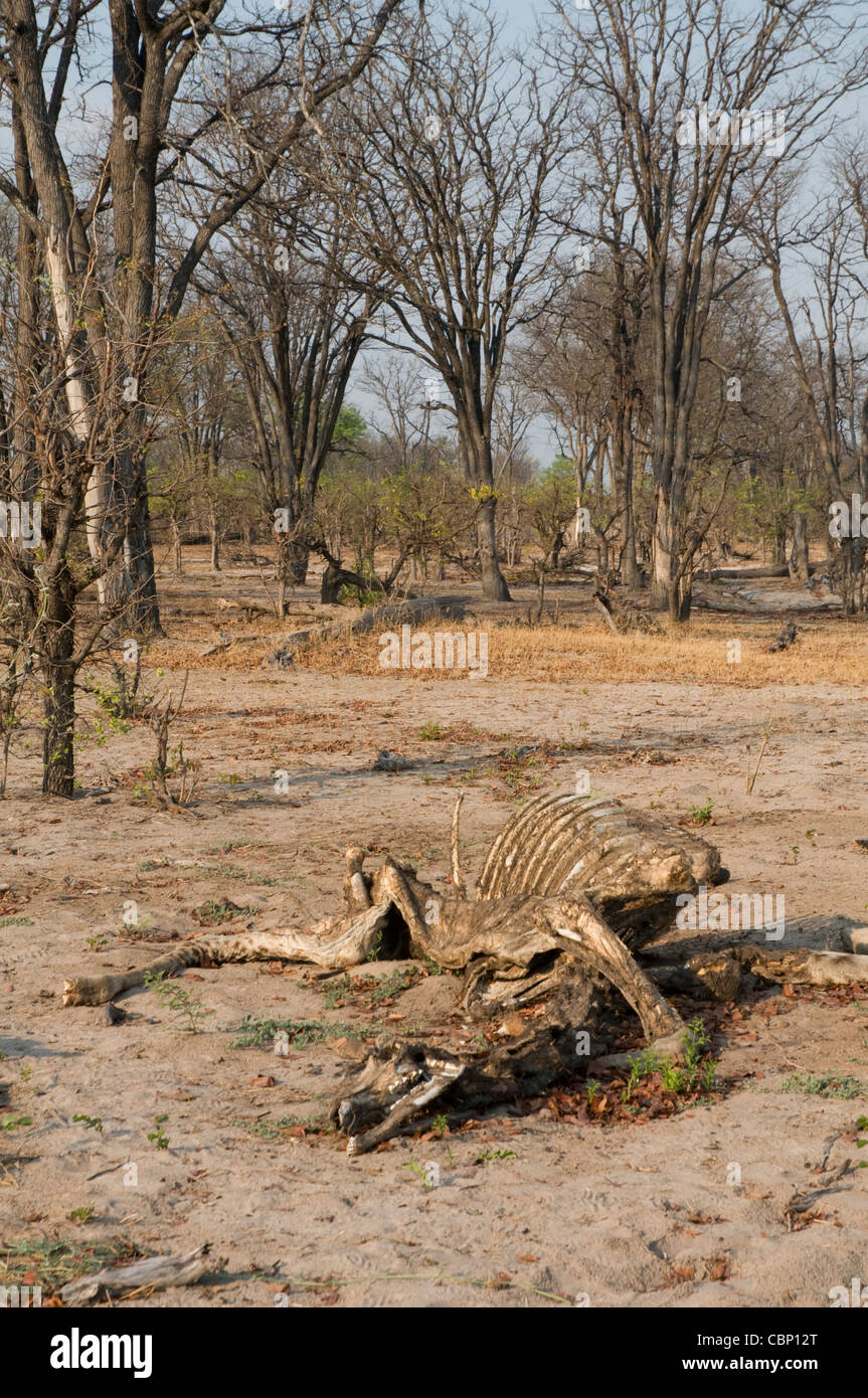 Dead Giraffe High Resolution Stock Photography and Images - Alamy