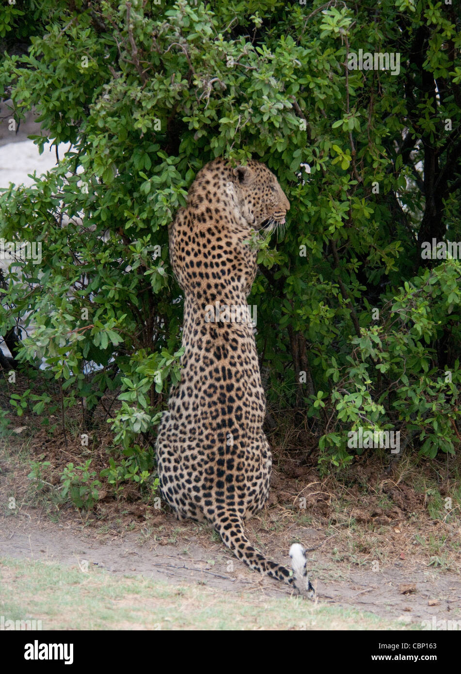 Leopard sitting on tree hi-res stock photography and images - Alamy