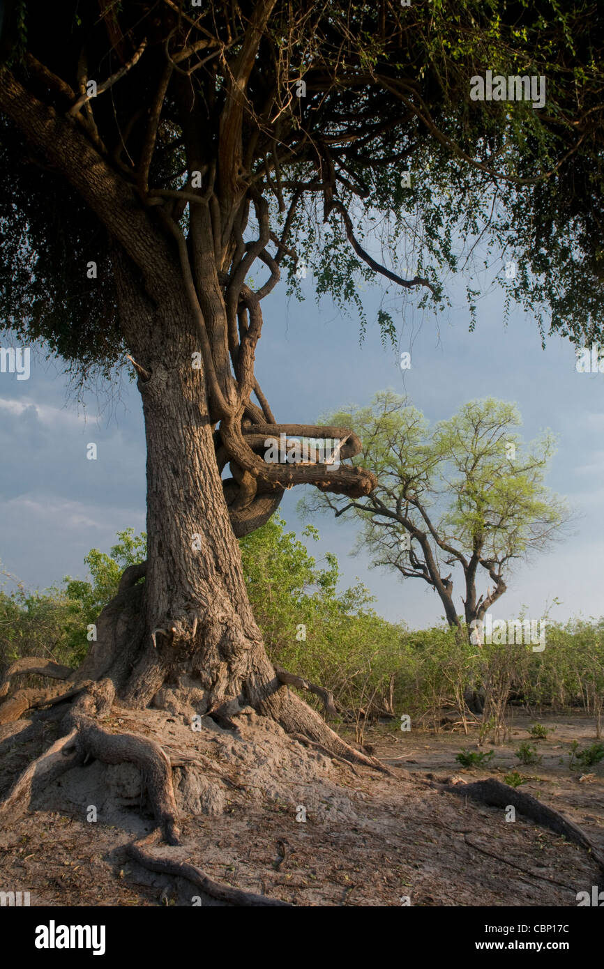 African Caper High Resolution Stock Photography and Images - Alamy