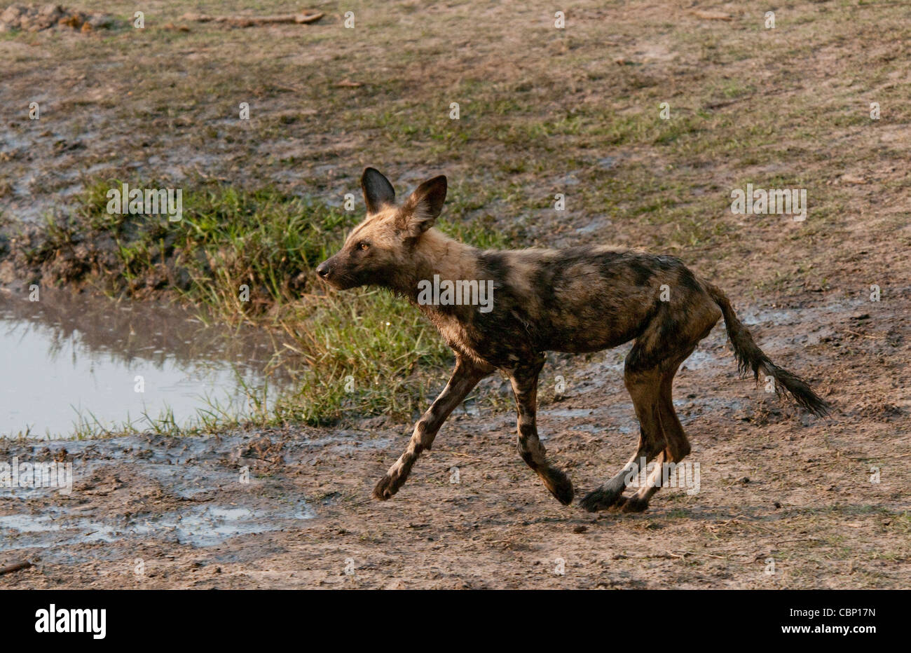 Wild dogs running hi-res stock photography and images - Alamy