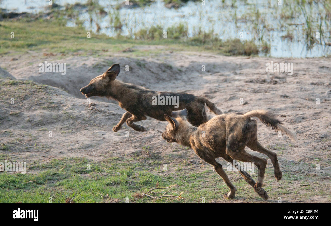 Wild dogs running hi-res stock photography and images - Alamy