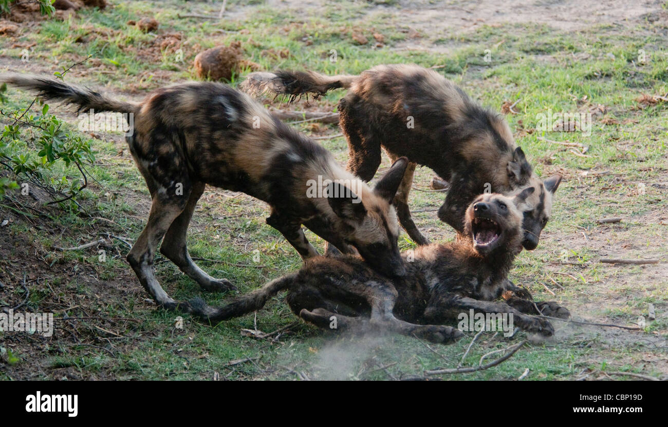 Three african wild dogs lycaon hi-res stock photography and images - Alamy