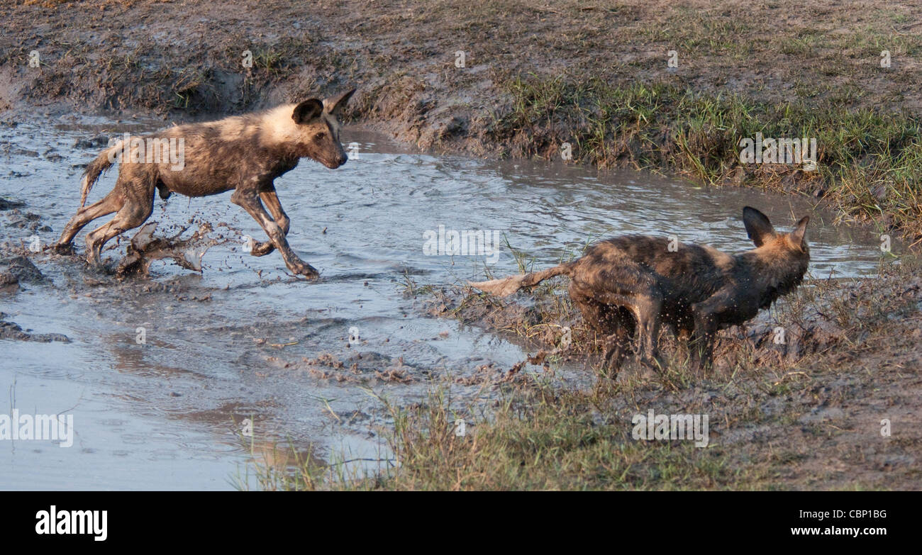 Two dogs playing together dog hi-res stock photography and images - Alamy