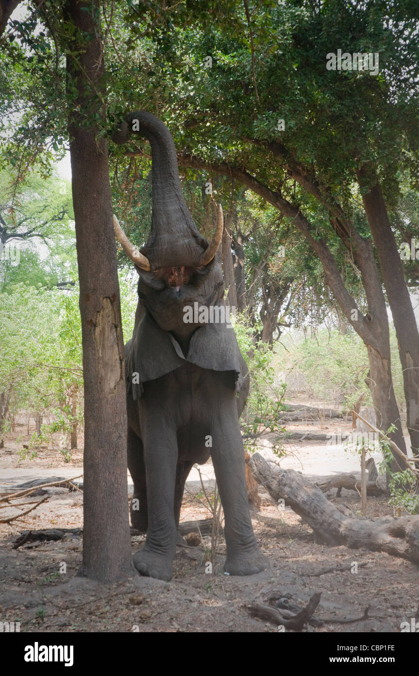 So how do you eat an elephant hi-res stock photography and images - Alamy