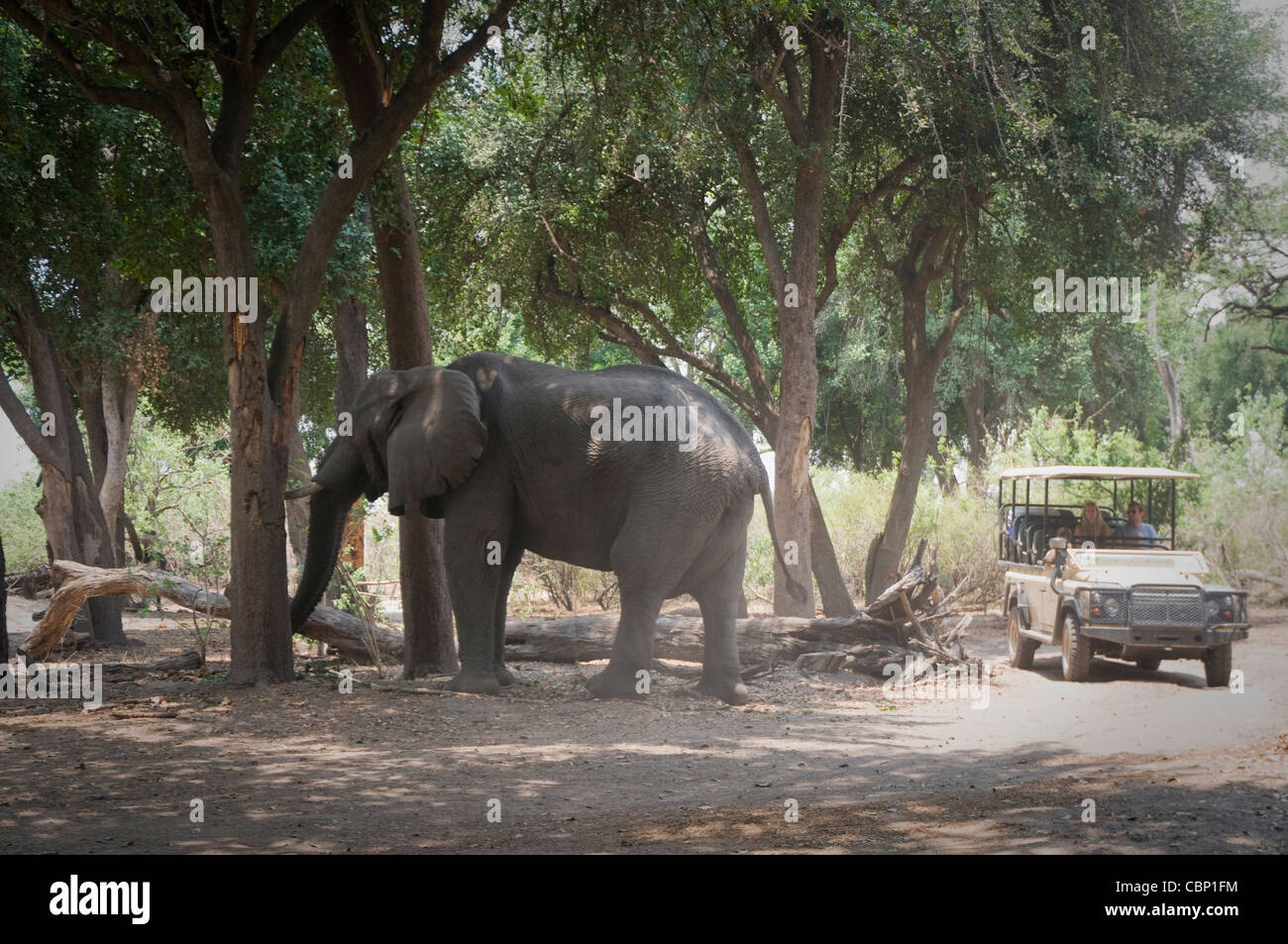 Africa Botswana-Vehicle arriving at the Duma Tau camp in the Linyanti ...