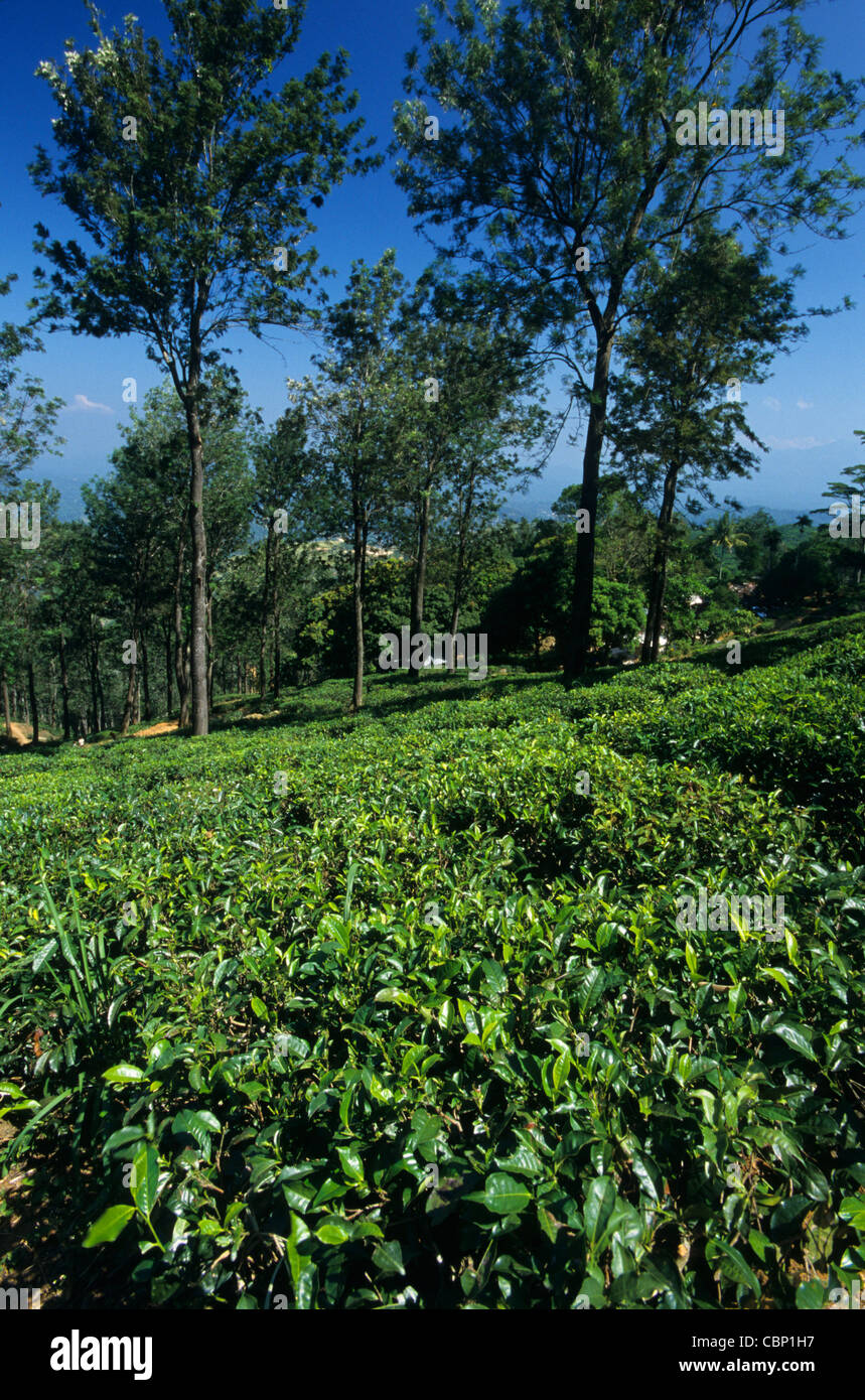 Tea plantation, surrounding of Kandy, Sri Lanka Stock Photo - Alamy