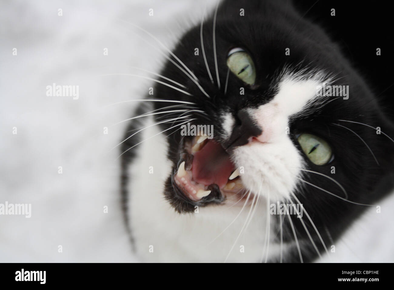 Portrait of a tuxedo cat crying in the snow Stock Photo - Alamy