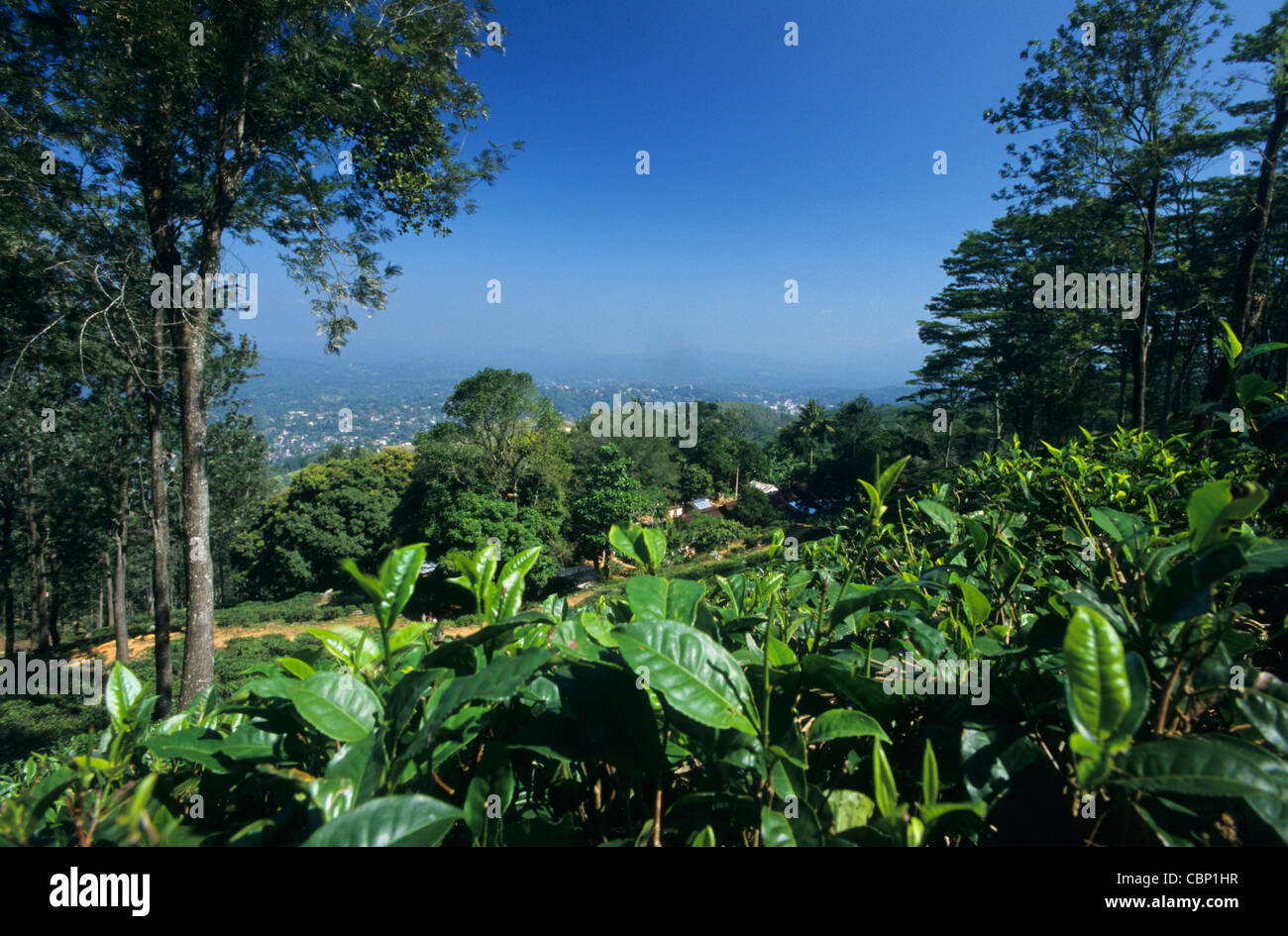 Tea plantation, surrounding of Kandy, Sri Lanka Stock Photo - Alamy